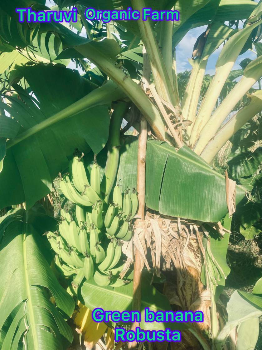 Robusta Banana / Green Banana Plant | Green Morris (Tharuvi organic ...
